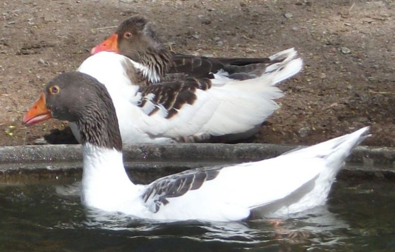 Bayerische Landgans (Alpenzoo Innsbruck) | Der Beutelwolf-Blog
