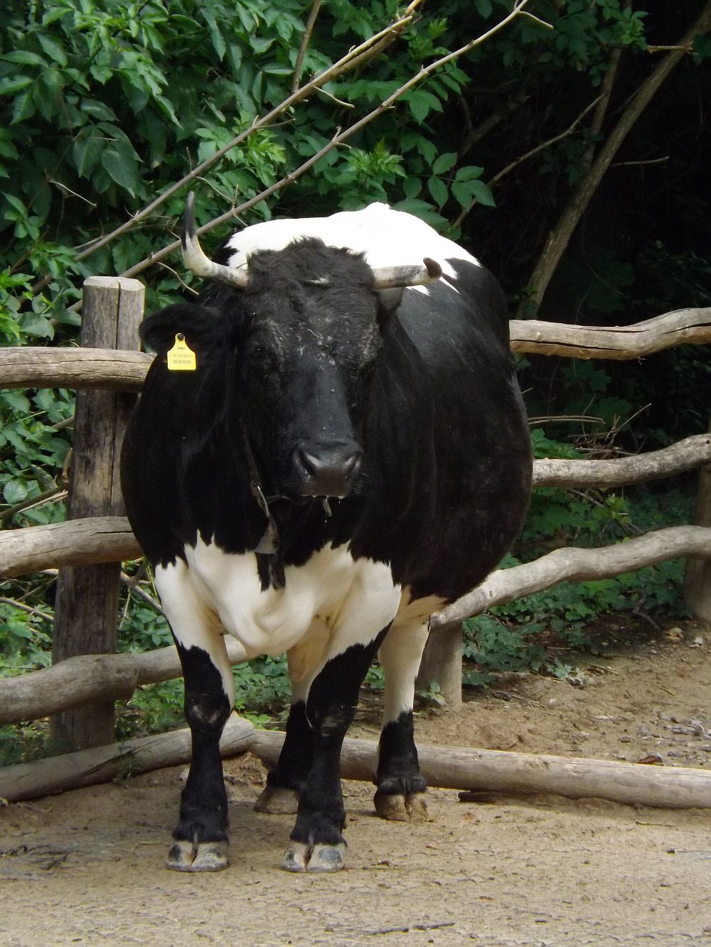 Portrait: Pinzgauer Rind | Der Beutelwolf-Blog