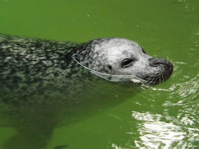 Portrait: Seehund | Der Beutelwolf-Blog