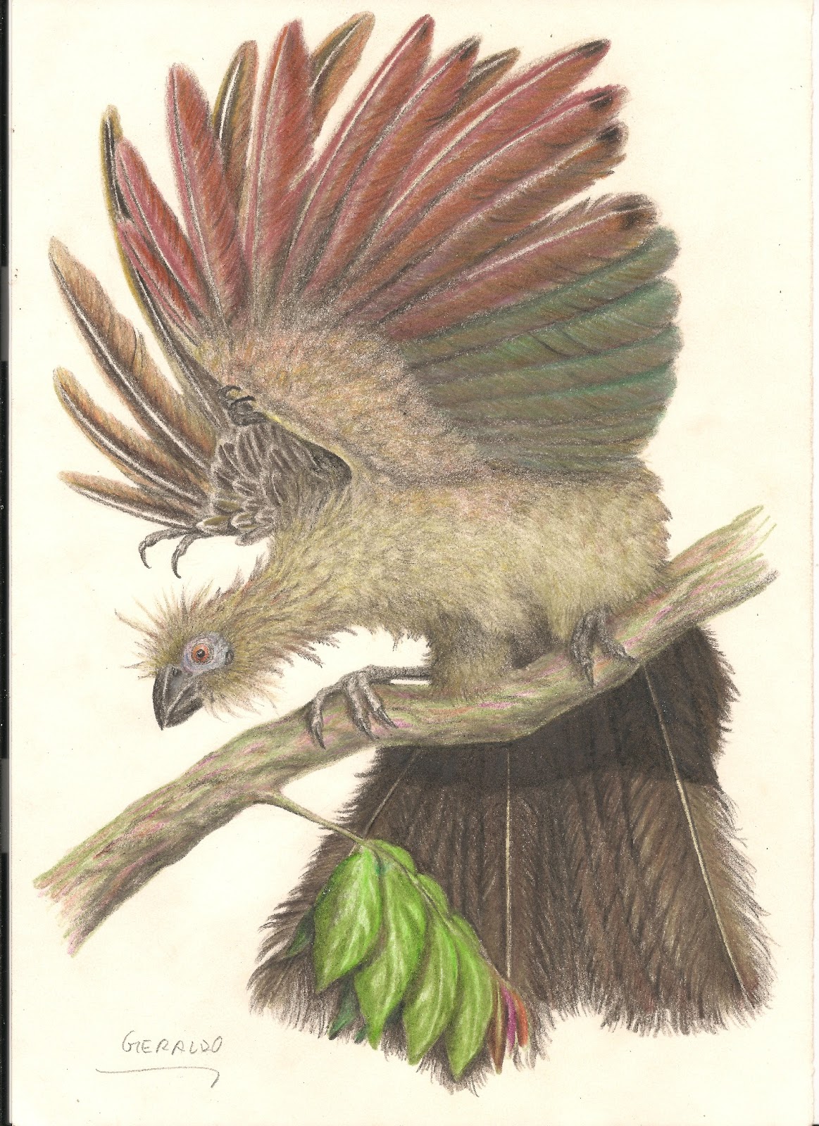 Portrait: Hoatzin | Der Beutelwolf-Blog