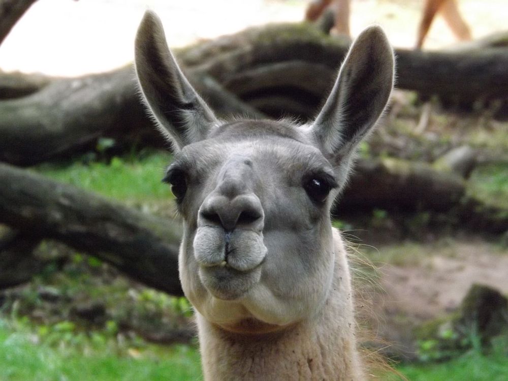 Portrait: Guanako | Der Beutelwolf-Blog