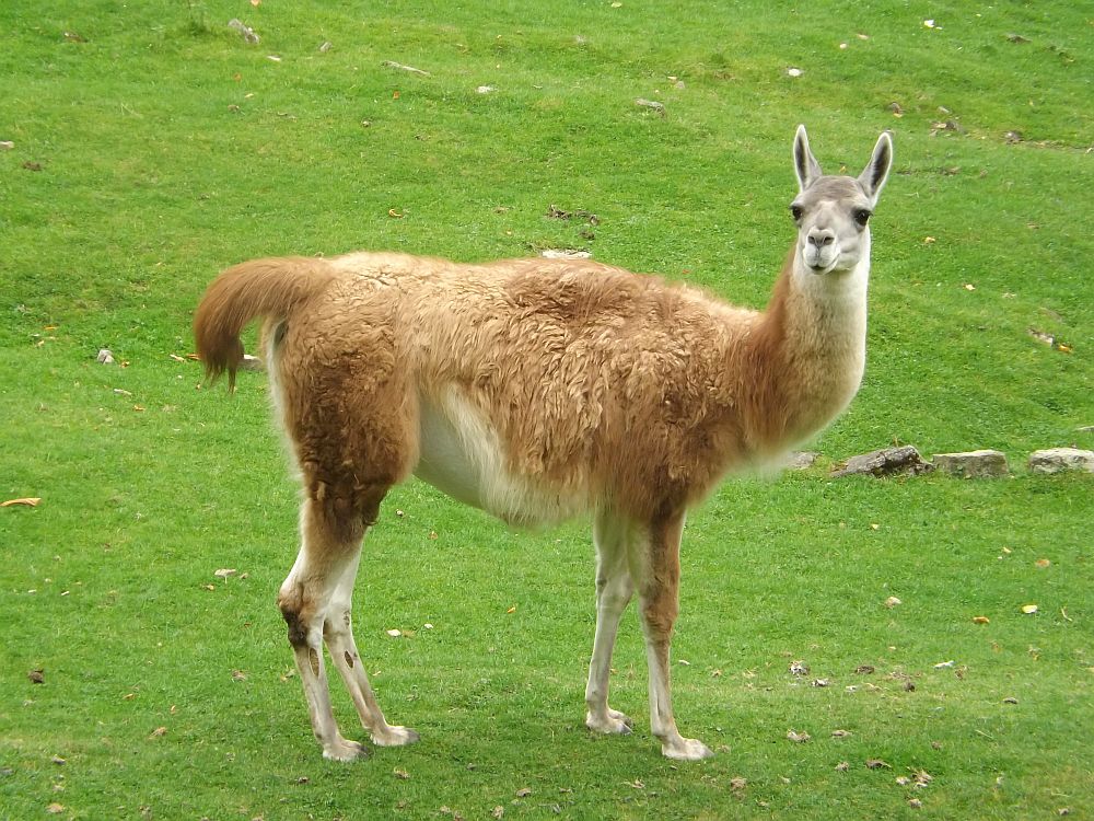 Portrait: Guanako | Der Beutelwolf-Blog