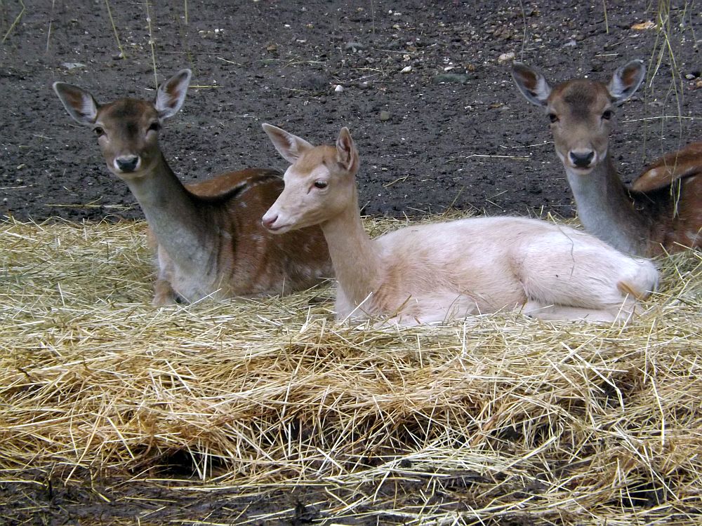 Portrait: Europäischer Damhirsch | Der Beutelwolf-Blog