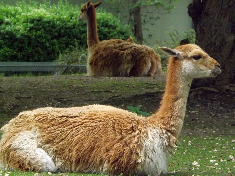 Portrait: Vikunja | Der Beutelwolf-Blog