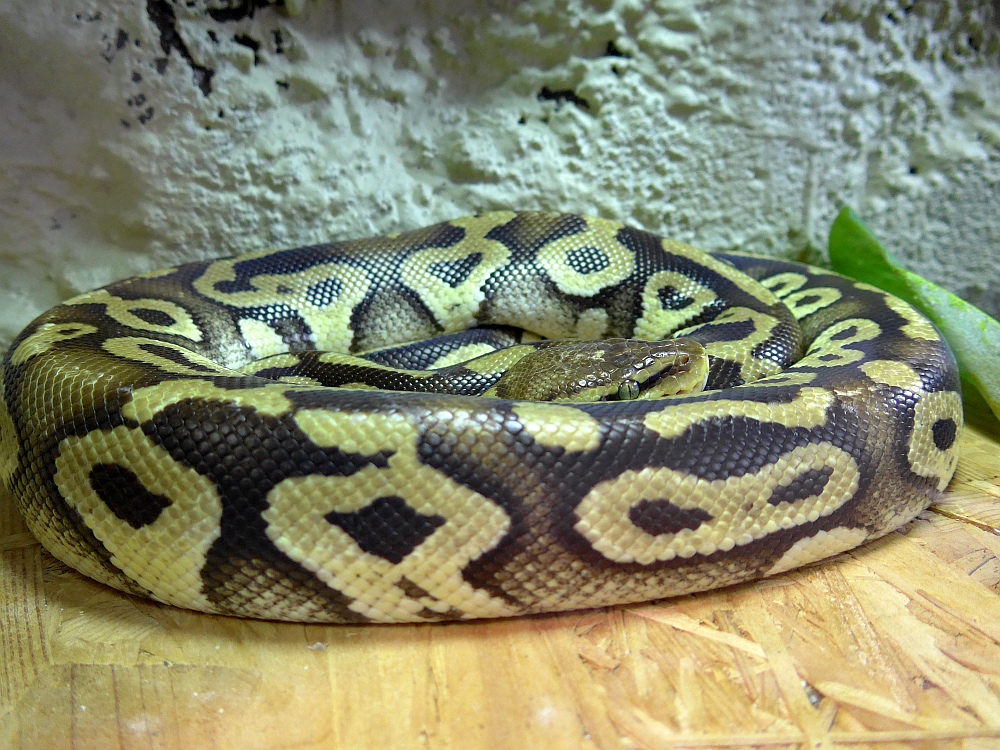 Portrait: Königspython | Der Beutelwolf-Blog