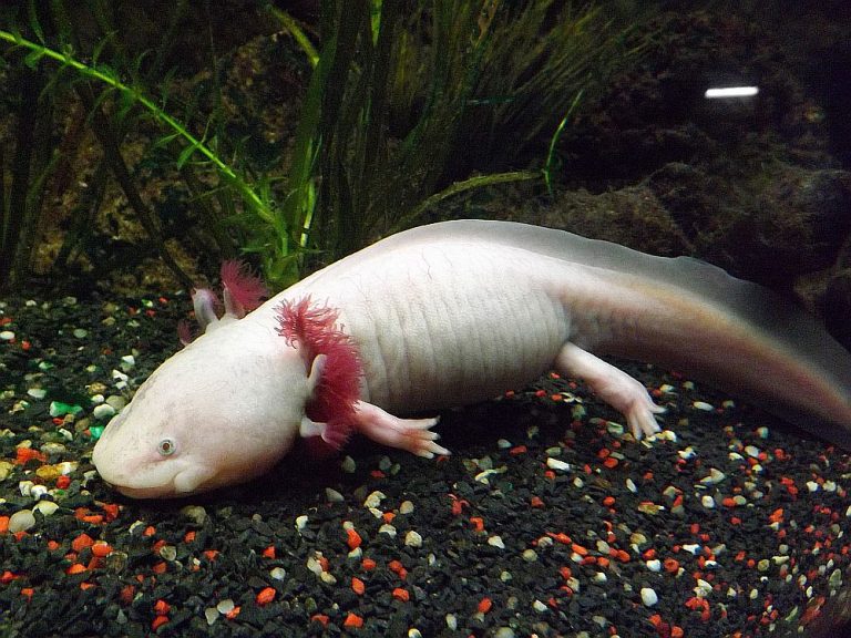 Portrait: Axolotl | Der Beutelwolf-Blog