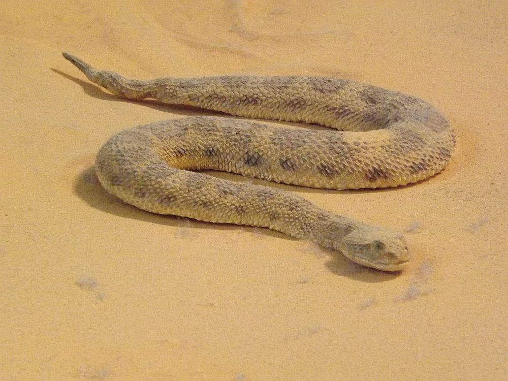 Portrait: (Europäische) Hornviper | Der Beutelwolf-Blog