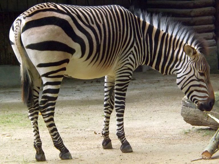 Portrait: Bergzebra | Der Beutelwolf-Blog