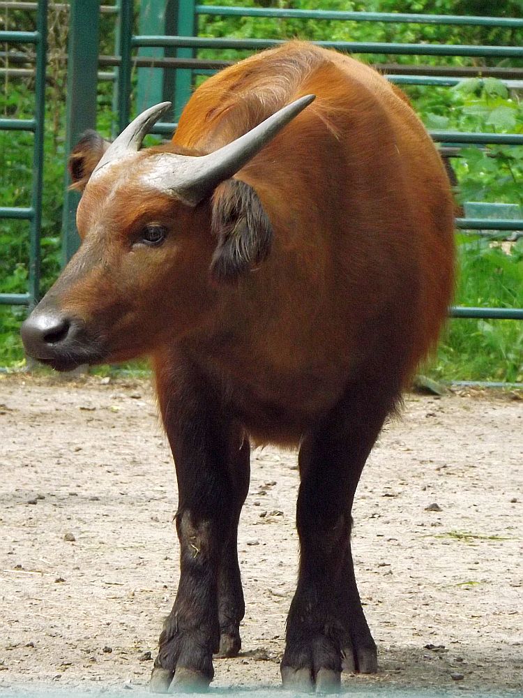 Rotbüffel (Tierpark Berlin) | Der Beutelwolf-Blog
