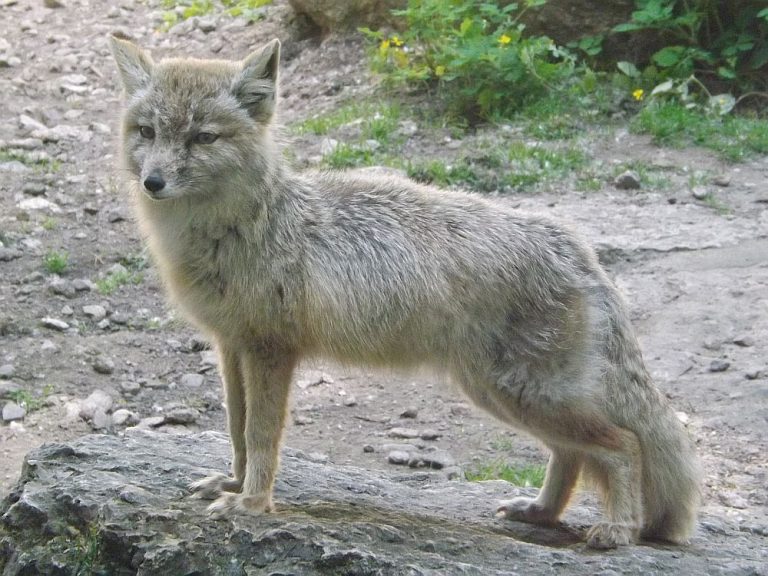 Portrait: Steppenfuchs | Der Beutelwolf-Blog