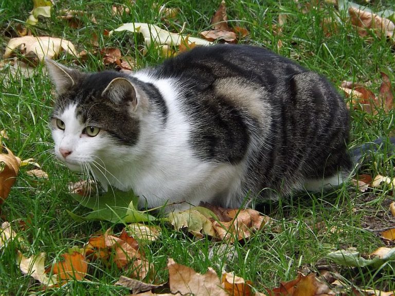 Portrait: Hauskatze | Der Beutelwolf-Blog