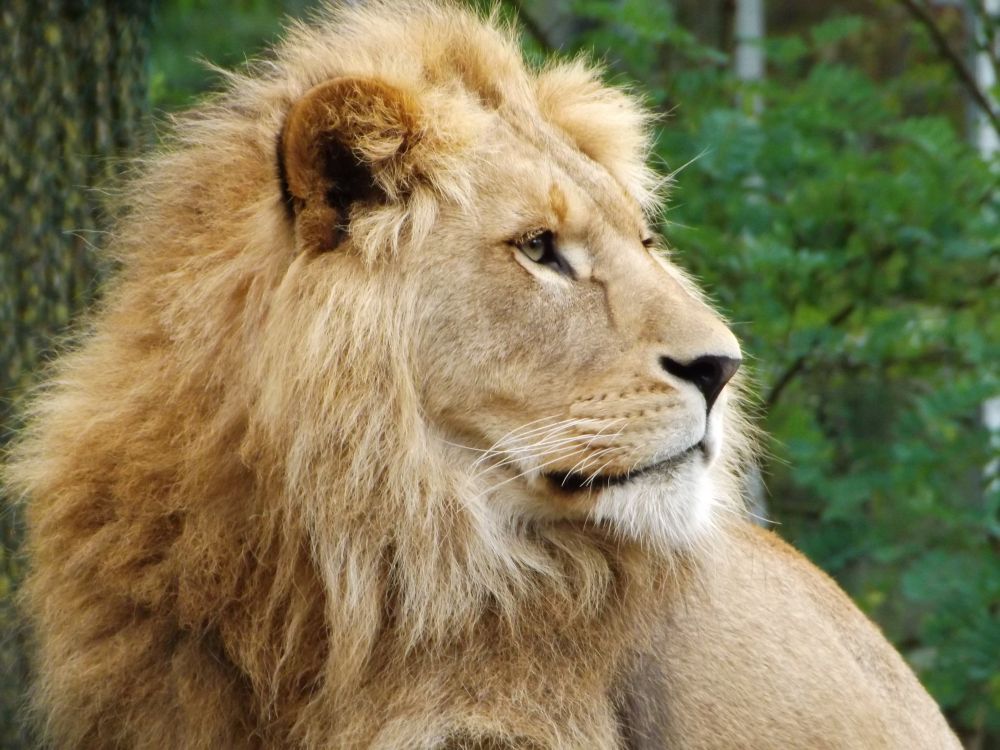 Löwe (Tierparkk Hellabrunn) | Der Beutelwolf-Blog