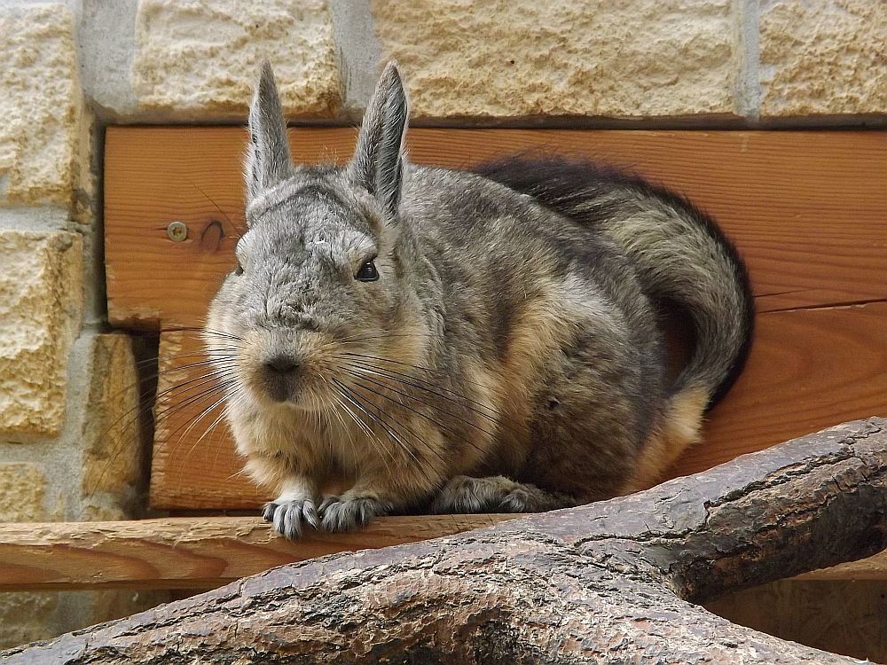 Portrait: Peruanische Hasenmaus | Der Beutelwolf-Blog