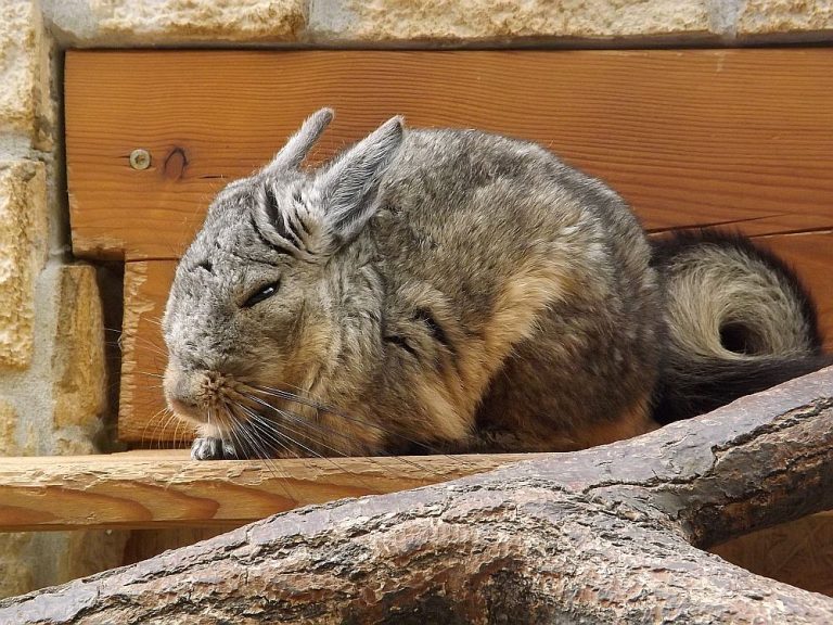 Portrait: Peruanische Hasenmaus | Der Beutelwolf-Blog