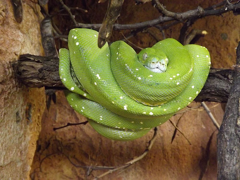Portrait: Grüner Baumpython | Der Beutelwolf-Blog