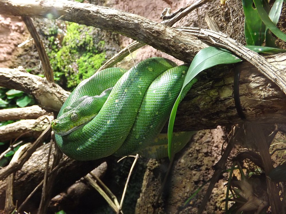 Portrait: Grüner Baumpython | Der Beutelwolf-Blog