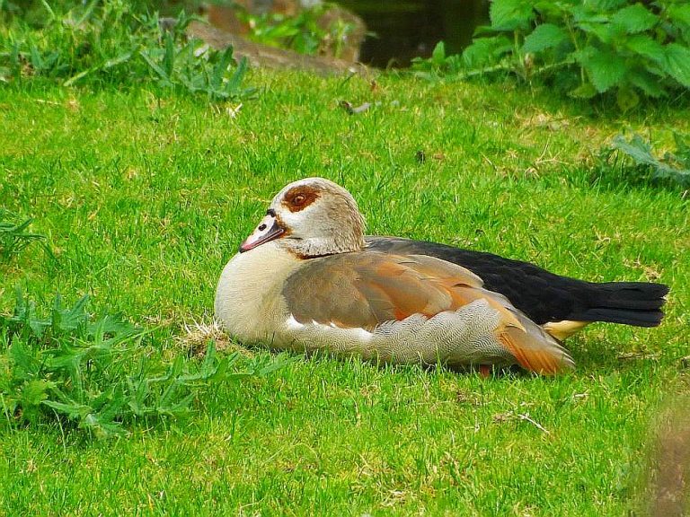 Portrait: Nilgans | Der Beutelwolf-Blog