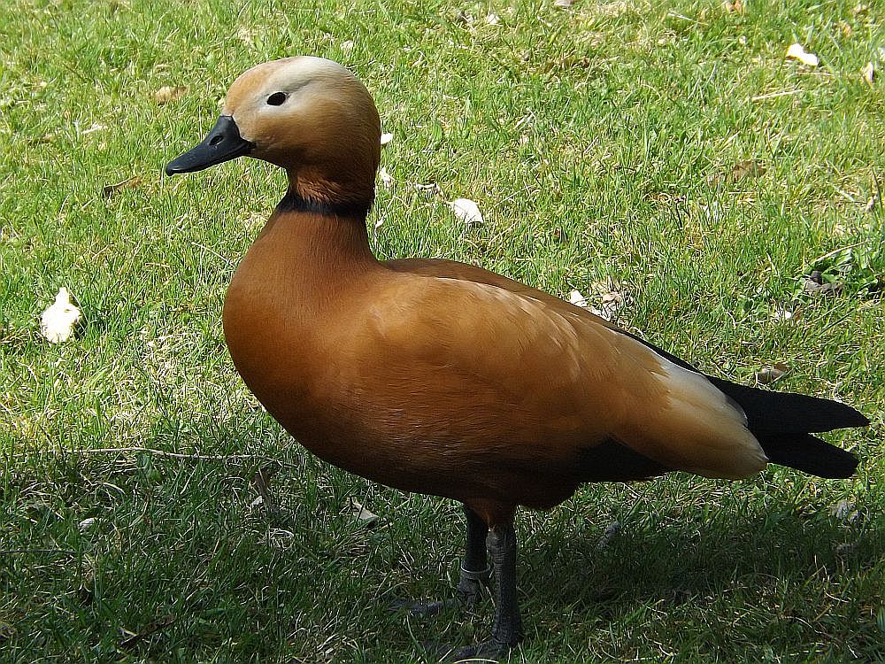 Portrait: Rostgans | Der Beutelwolf-Blog