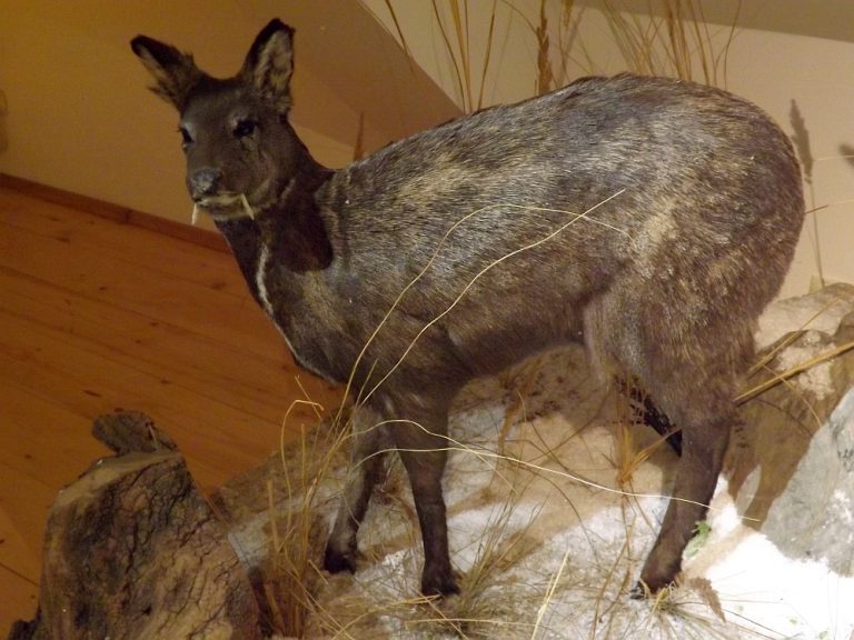 Portrait: Sibirisches Moschustier | Der Beutelwolf-Blog