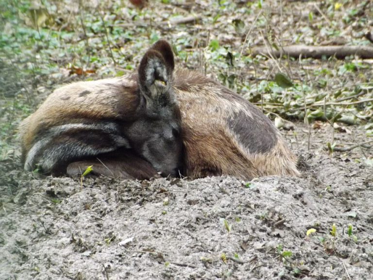 Portrait: Sibirisches Moschustier | Der Beutelwolf-Blog