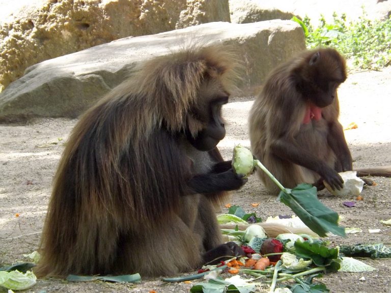 Portrait: Dschelada | Der Beutelwolf-Blog