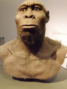 Homo rudolfensis (Landesmuseum Hessen Darmstadt) | Der Beutelwolf-Blog