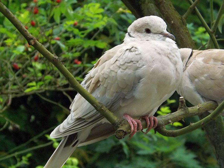 Portrait: Lachtaube | Der Beutelwolf-Blog