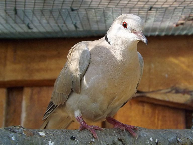 Portrait: Lachtaube | Der Beutelwolf-Blog