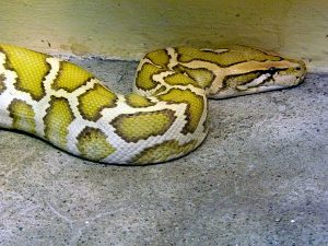 Portrait: Tigerpython | Der Beutelwolf-Blog