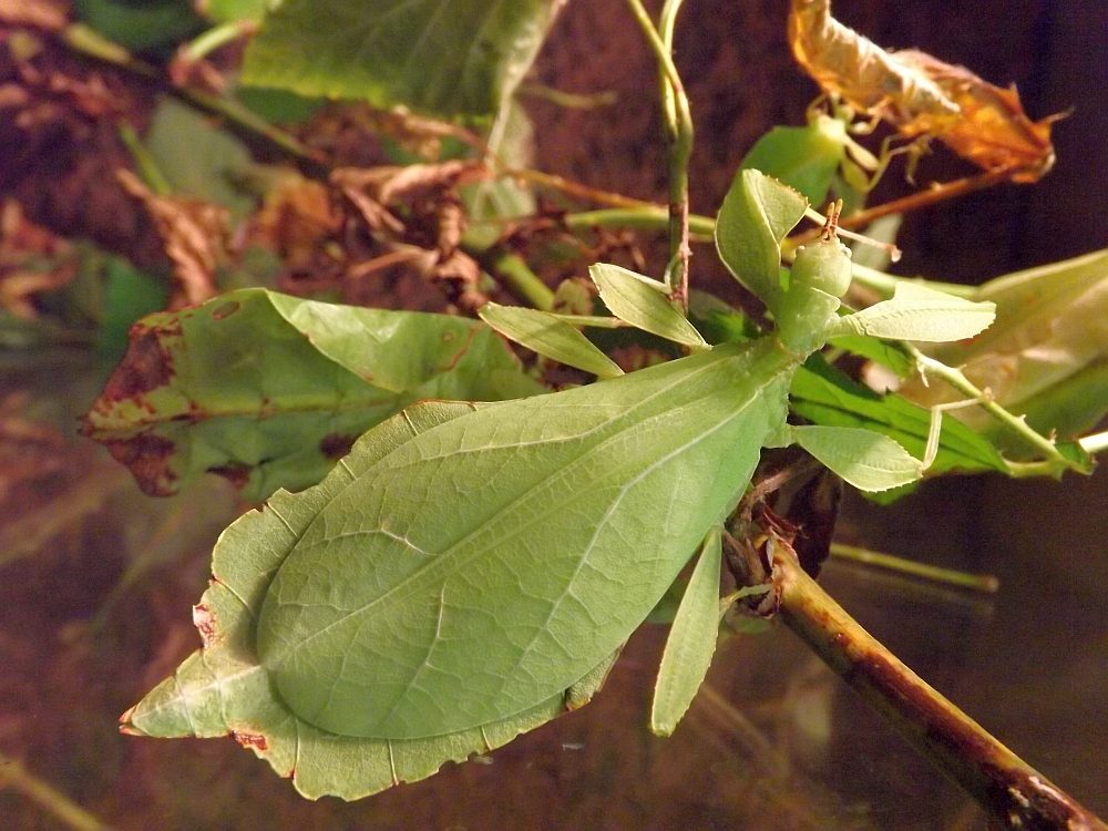 Großes Wandelndes Blatt (Aquazoo Schmiding) | Der Beutelwolf-Blog