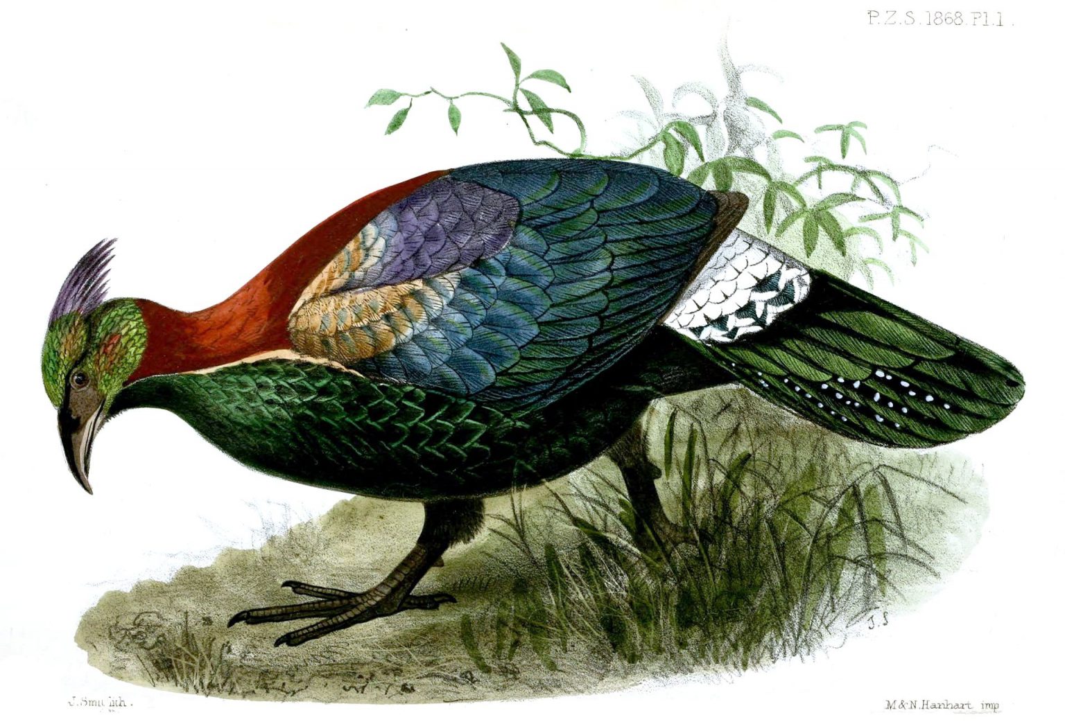 Portrait: Grünschwanz-Ganzfasan | Der Beutelwolf-Blog