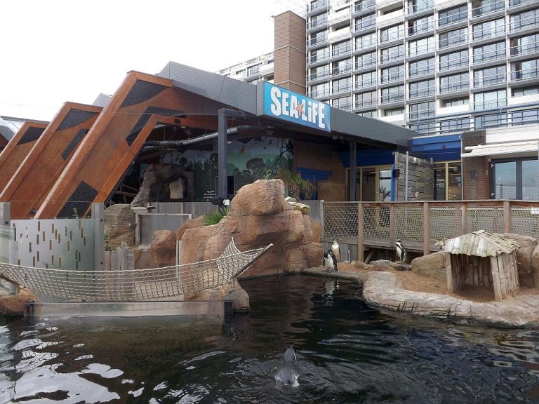 Sea Life Scheveningen | Der Beutelwolf-Blog