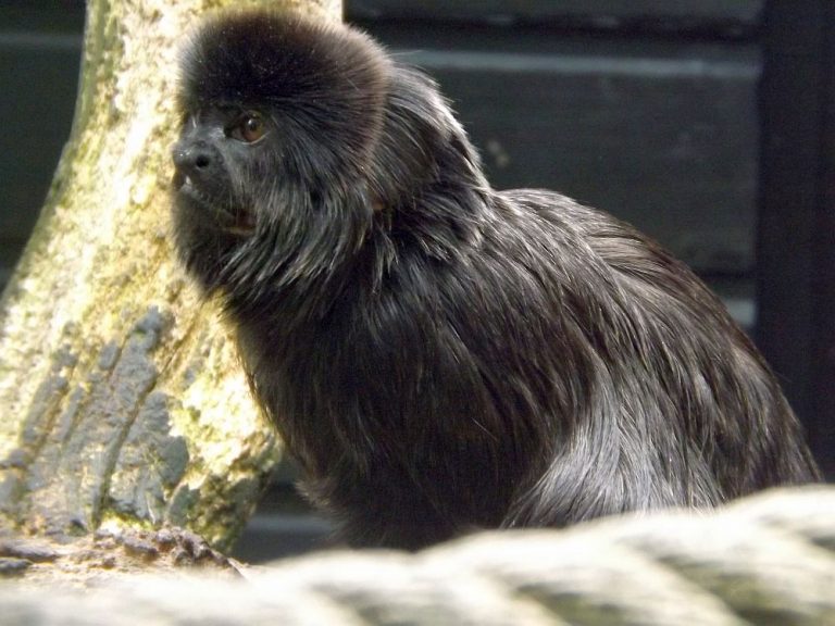 Springtamarin (Tiergarten Wels) | Der Beutelwolf-Blog