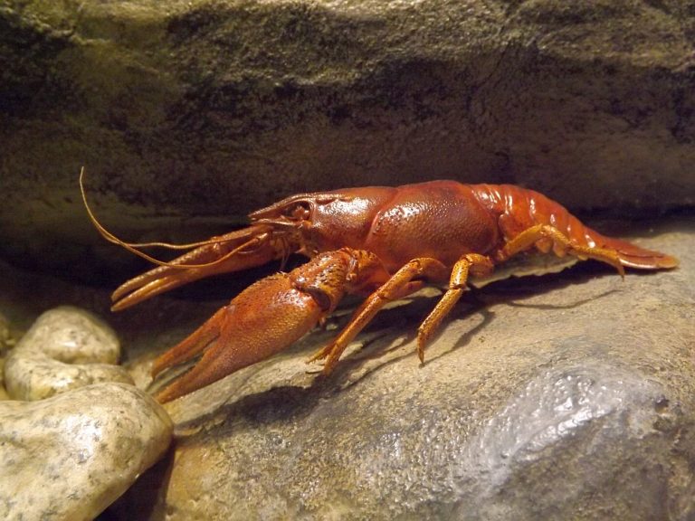 Portrait: Edelkrebs | Der Beutelwolf-Blog