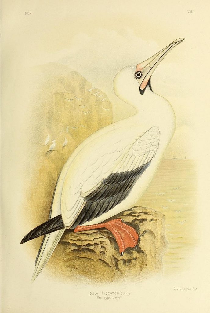 Portrait: Rotfußtölpel | Der Beutelwolf-Blog