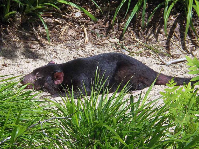 Portrait: Beutelteufel | Der Beutelwolf-Blog