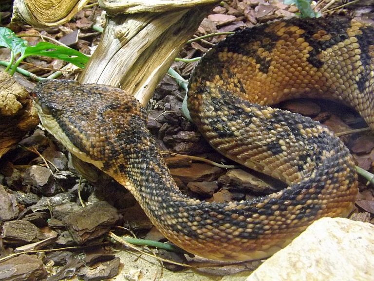 Portrait: Südamerikanischer Buschmeister | Der Beutelwolf-Blog